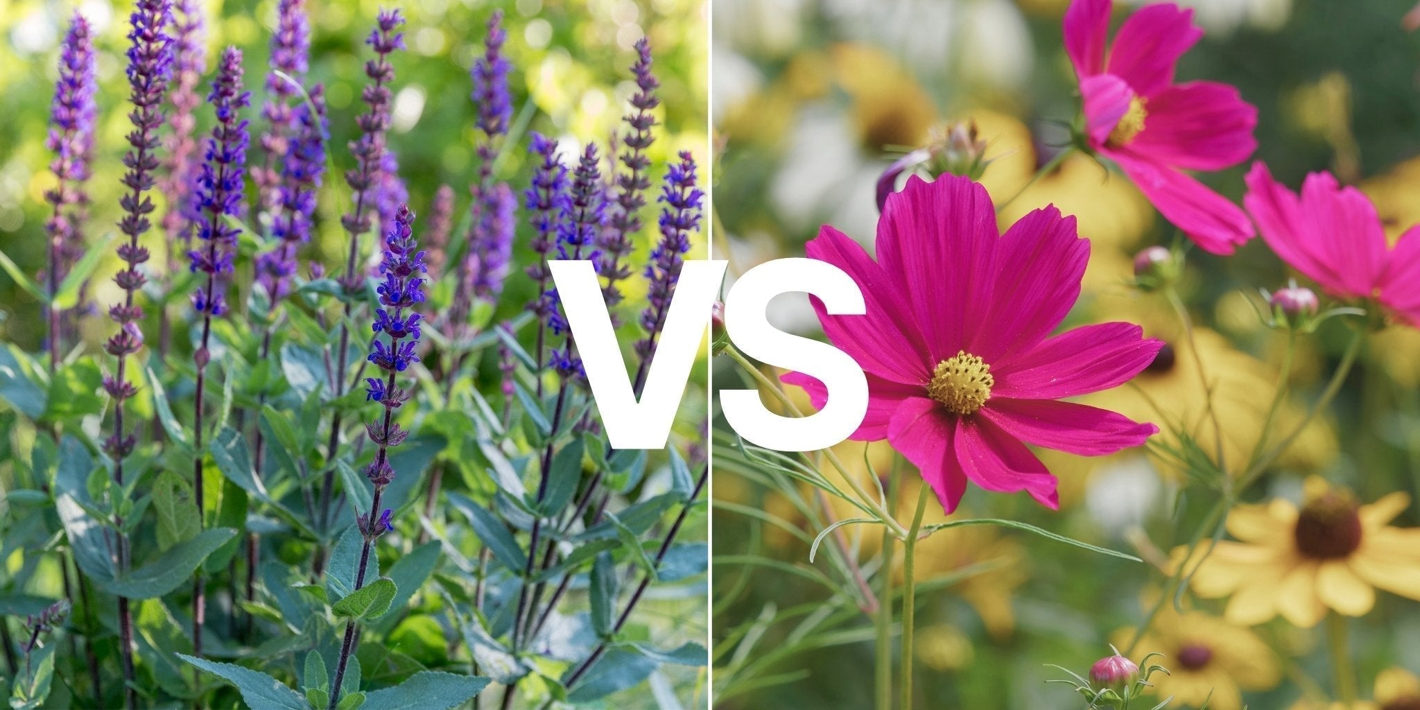 Perennials vs Annuals: How to Choose for Your Garden – Polhill