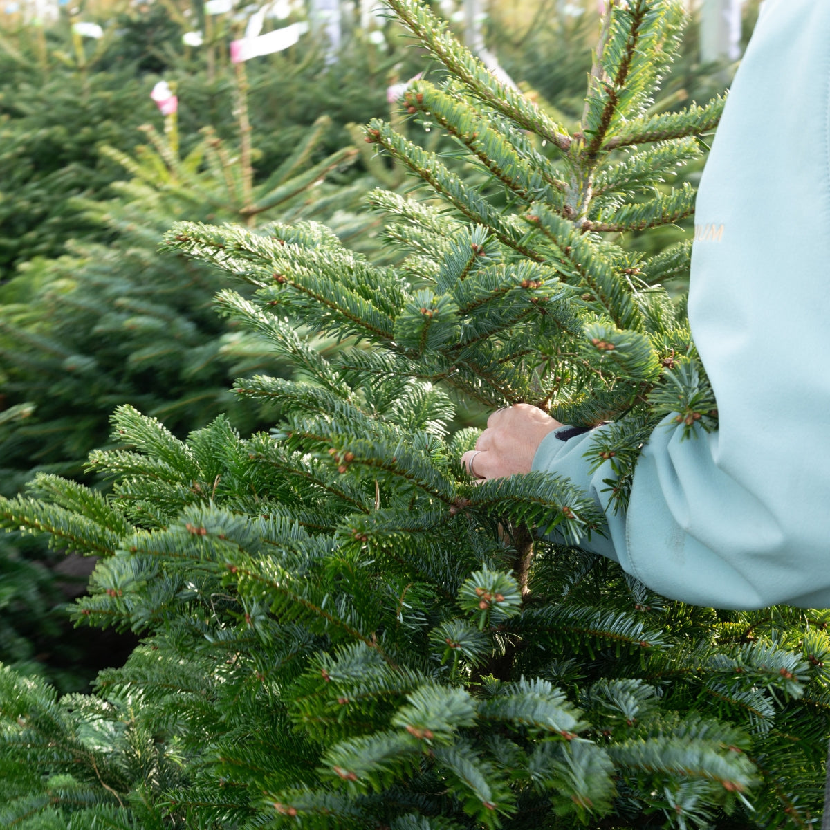 Real Christmas Trees | Fresh-Cut & Minimal-Drop | Garden Centre – Polhill