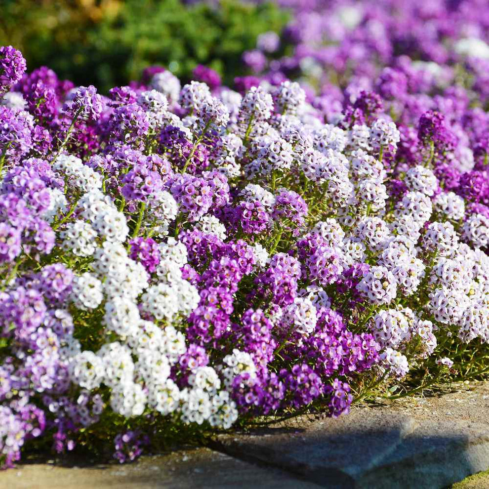 Alyssum Mixed 6 Pack – Polhill