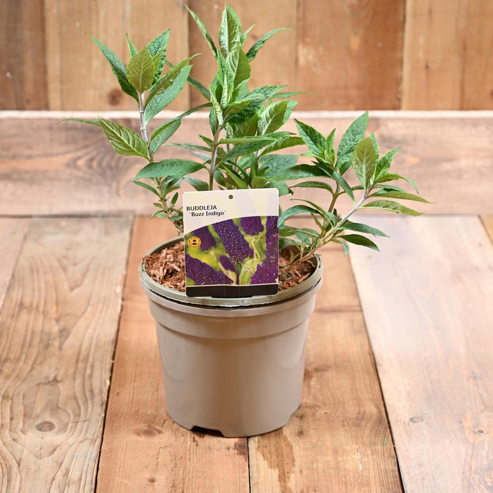 Buddleja Davidii Buzz Indigo – Polhill