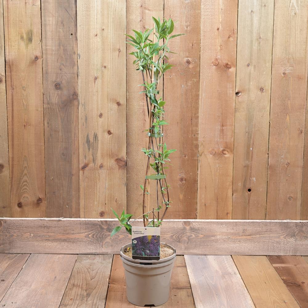 Buddleja Davidii 'Empire Blue' 3L – Polhill