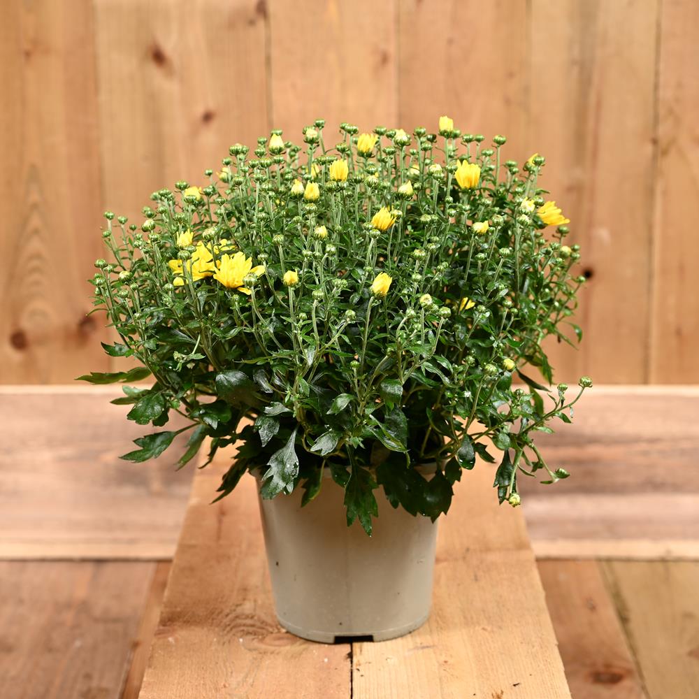 Chrysanthemum Garden Mum Yellow 2L – Polhill