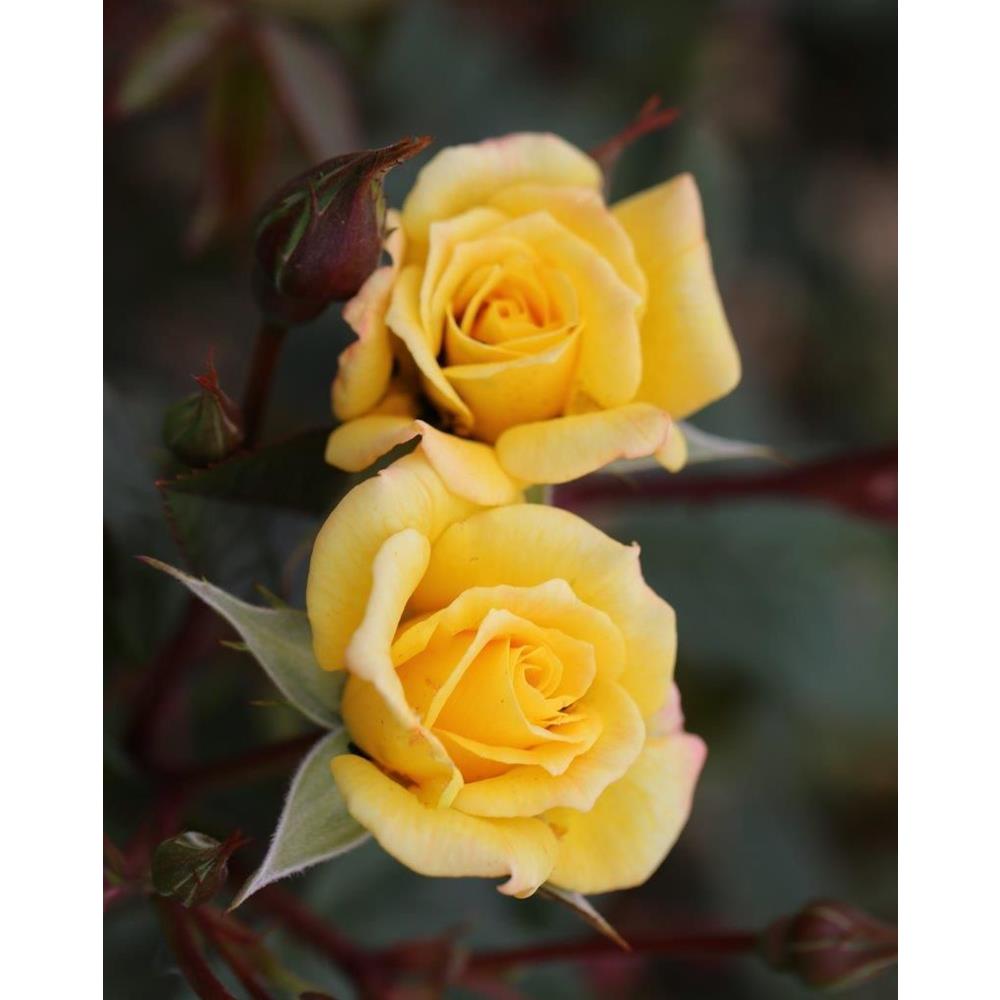 Climbing Rose Laura Ford 4L – Polhill