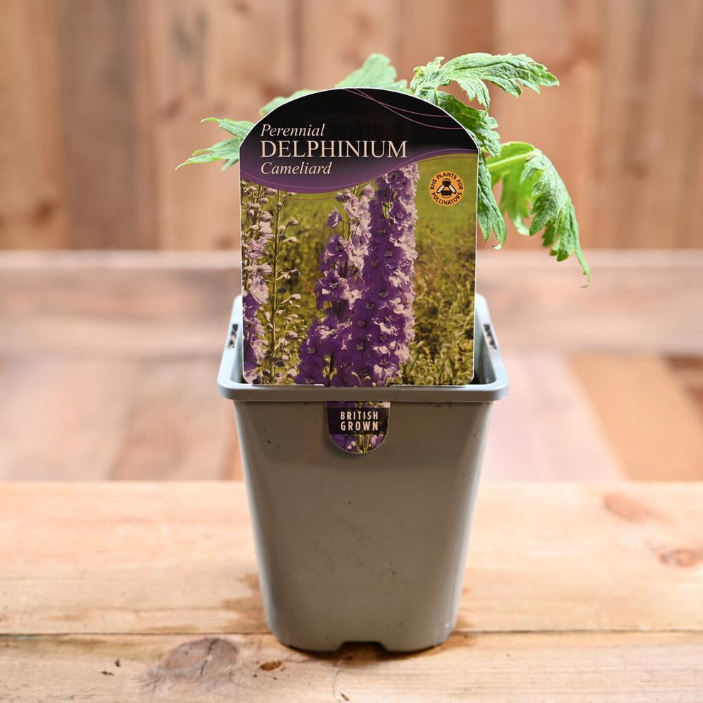 Delphinium Cameliard 1L – Polhill