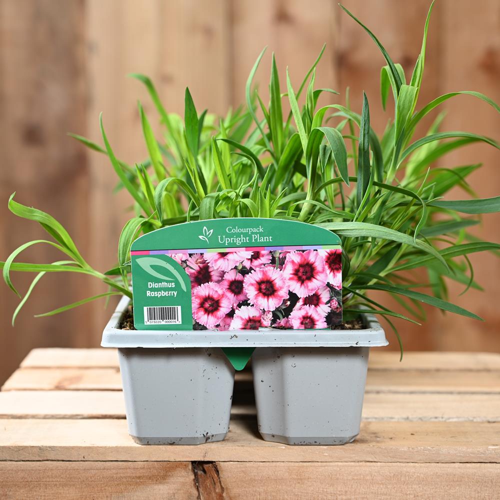 Dianthus Raspberry 6 Pack – Polhill