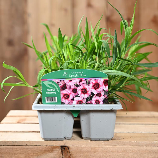 Dianthus Raspberry 6 Pack – Polhill