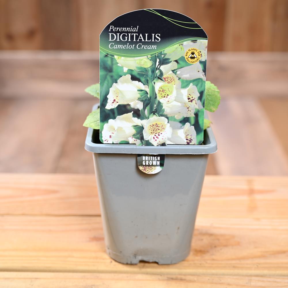 Digitalis Purpurea Camelot Cream 1L – Polhill