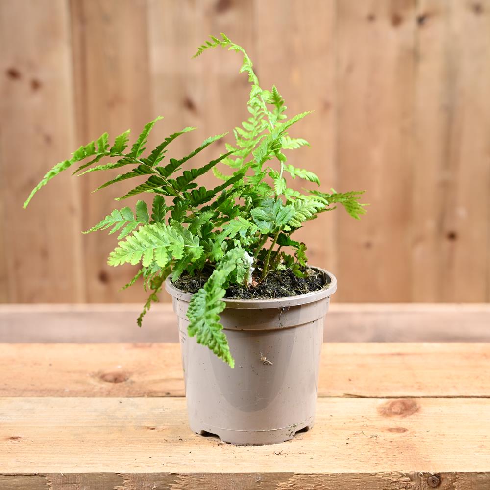 Dryopteris Filix Mas 1L – Polhill