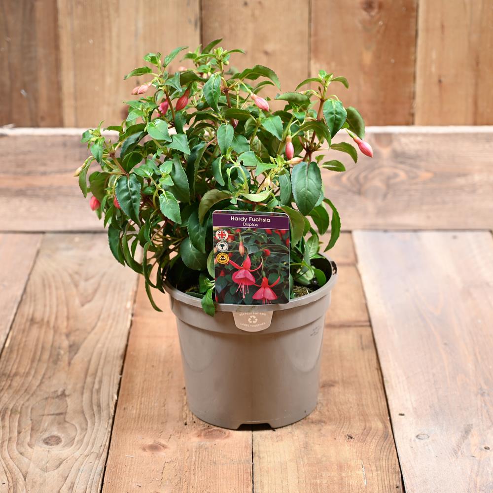 Fuchsia Hardy Display 3 L – Polhill