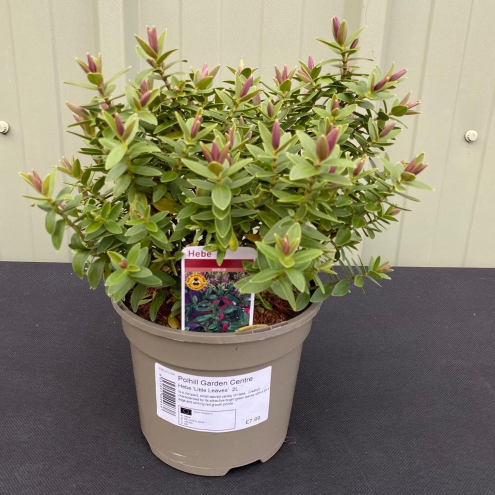 Hebe Little Leaves 2L – Polhill