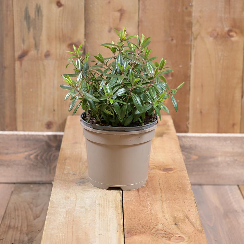 Hebe Pink Candy 2L – Polhill