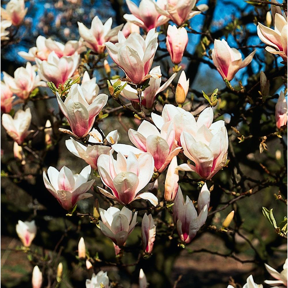 Magnolia Soul 3L – Polhill