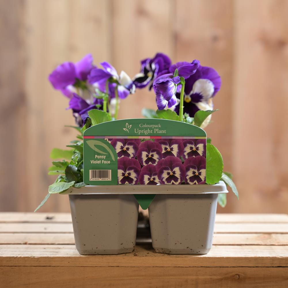 Pansy Violet Face 6 Pack – Polhill