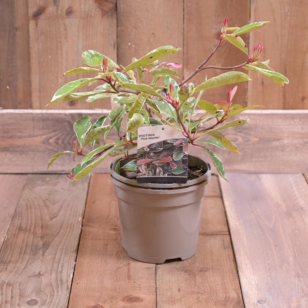 Photinia 'Pink Marble' 3L – Polhill