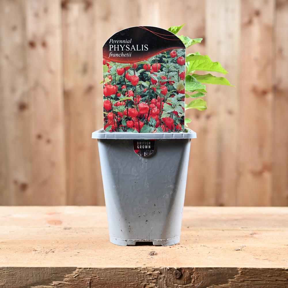 Physalis Alkekengi Franchetii 1L – Polhill
