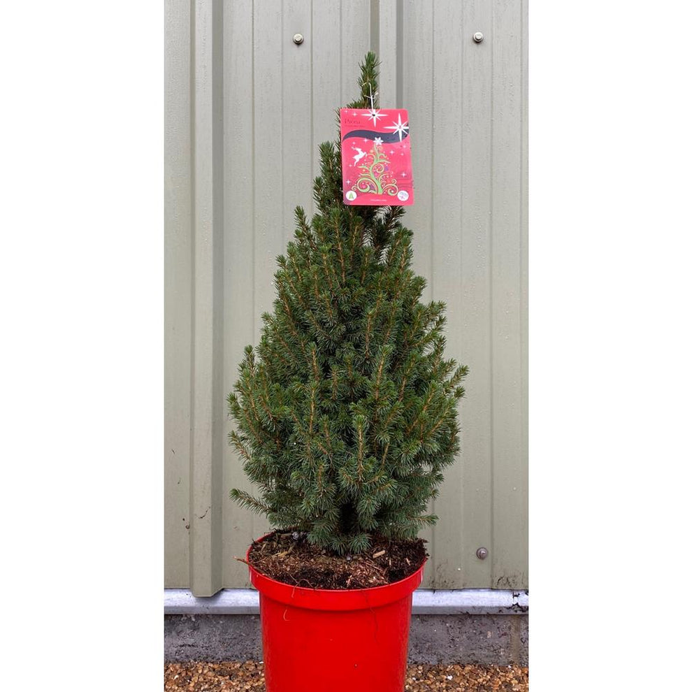 Picea Glauca Perfecta 4.5L – Polhill