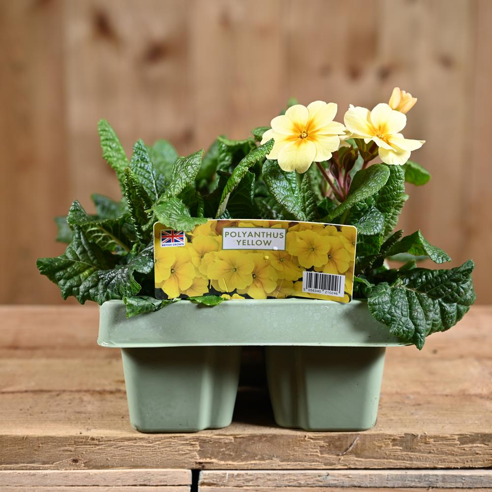 Polyanthus Yellow Jumbo 6 Primula – Polhill