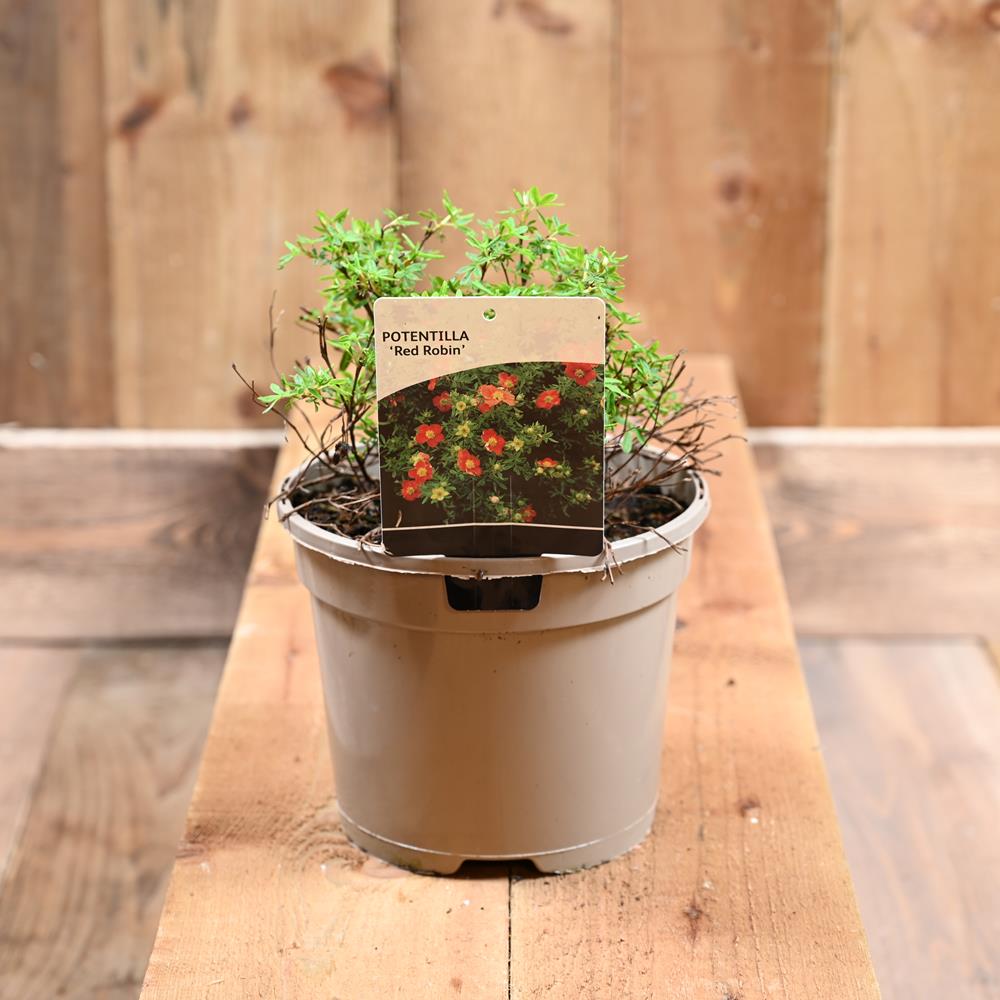 Potentilla Fruticosa 'Red Robin' 3L – Polhill