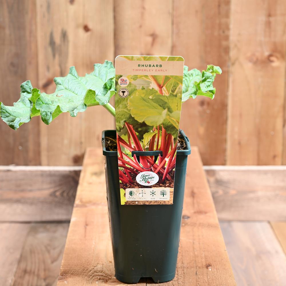 RHUBARB Timperley Early in 3l pot – Polhill