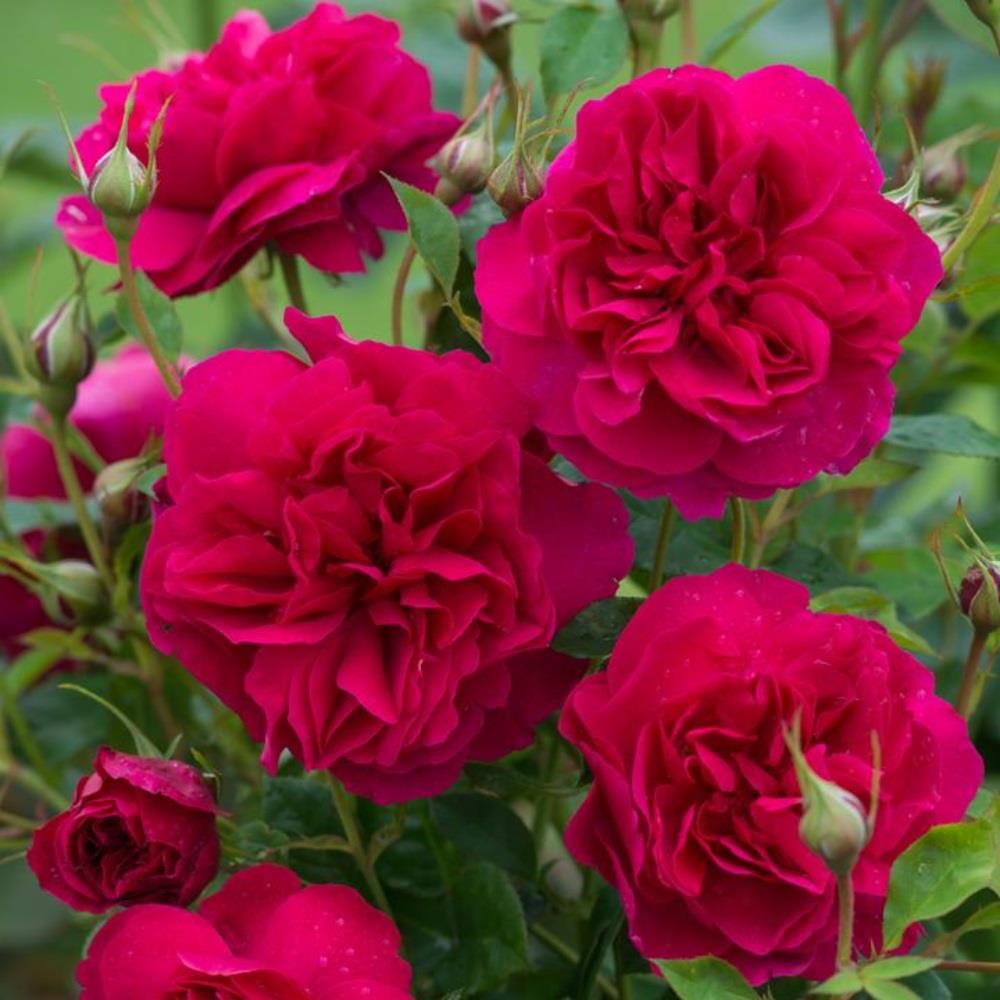 Rose Thomas A' Becket Shrub 6L – Polhill
