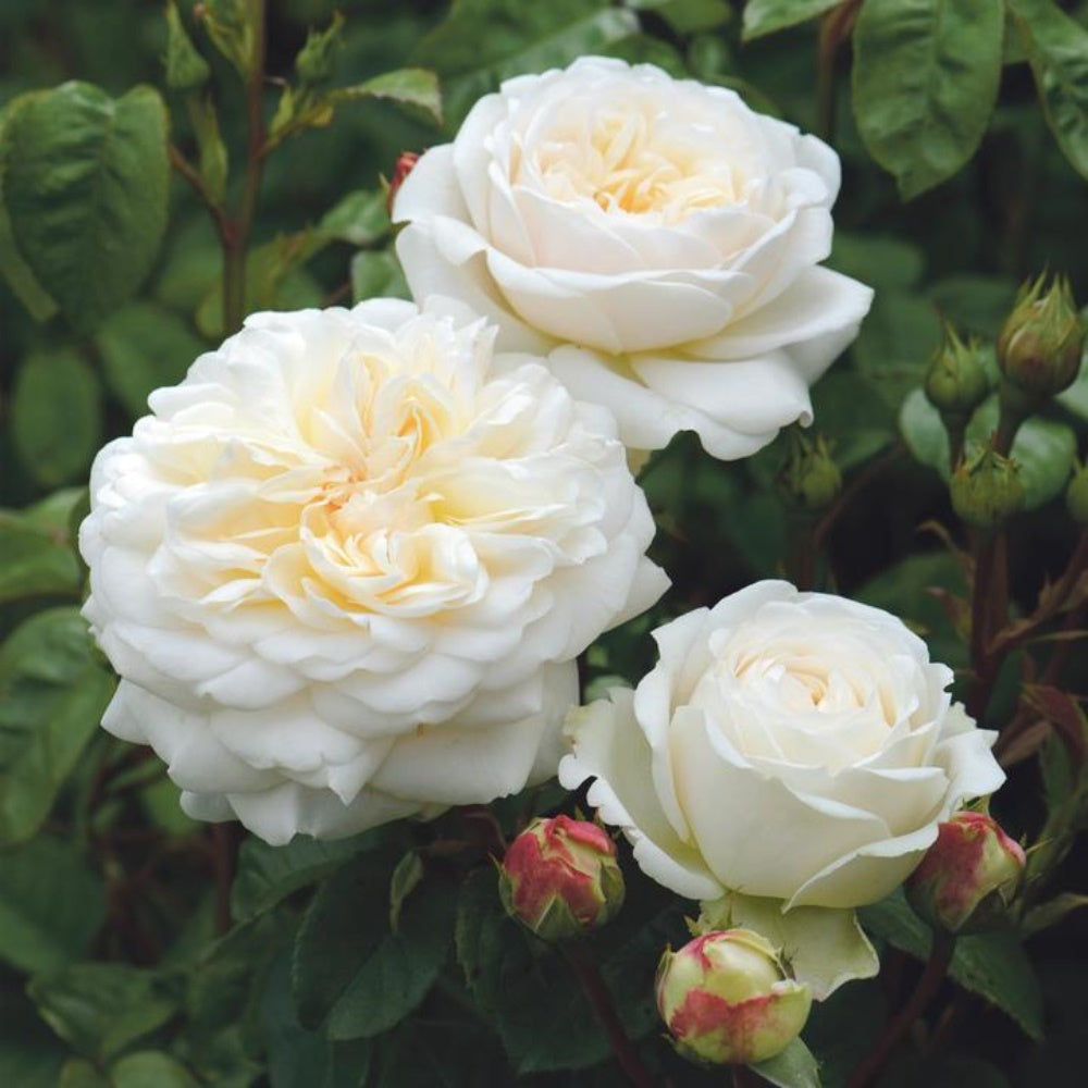Rose Tranquillity Shrub 6L – Polhill