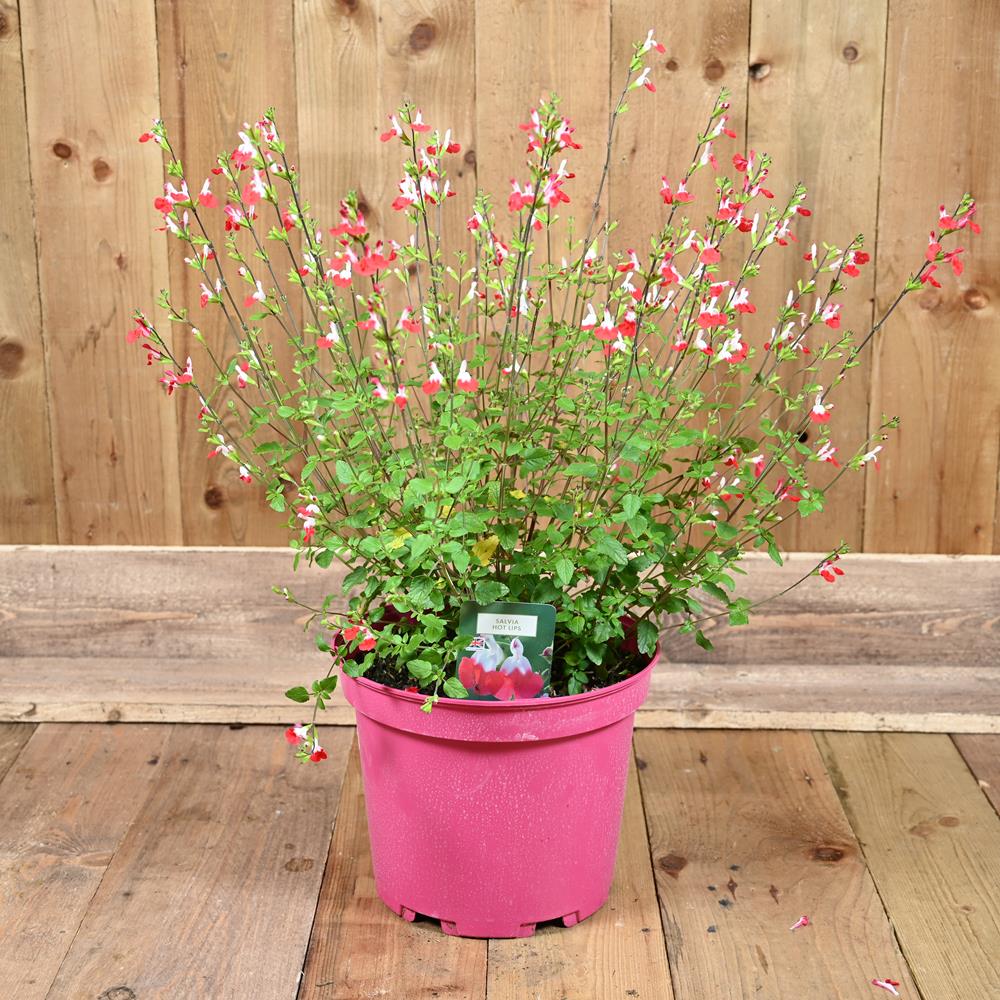 Salvia Hot Lips 10 L – Polhill