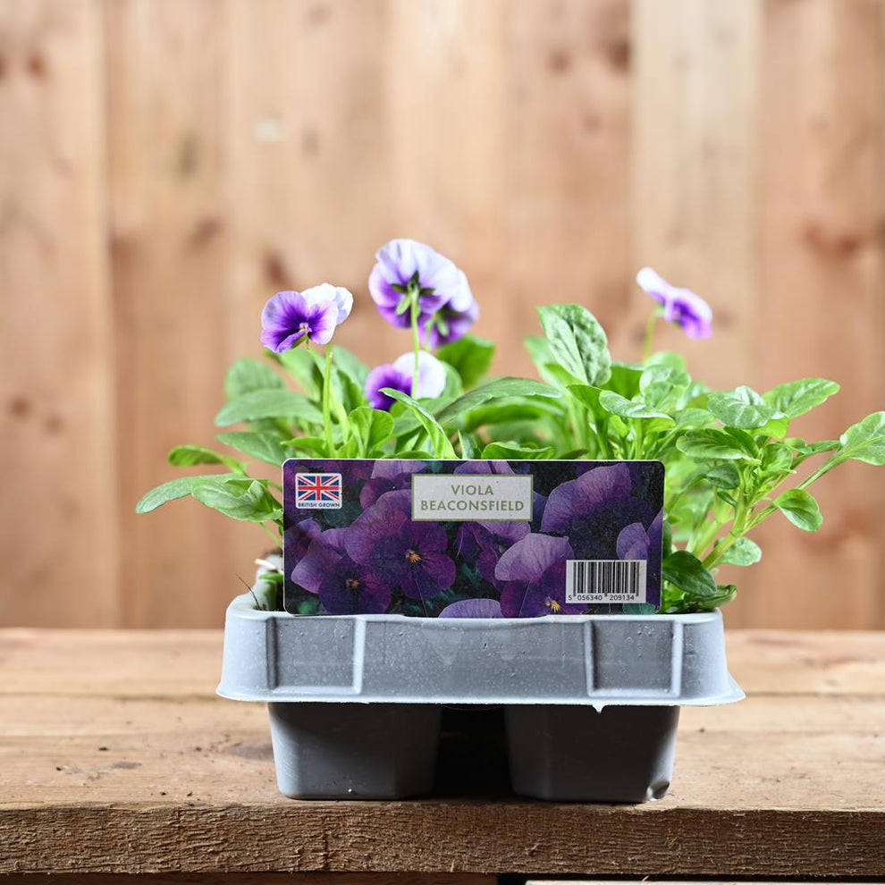 Viola Beaconsfield 6 Pack – Polhill