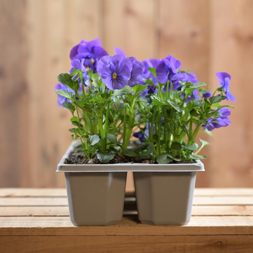 Viola Blue Six Pack – Polhill